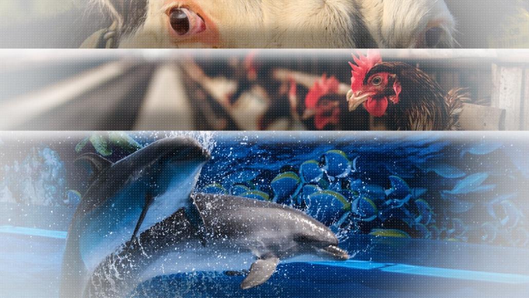 Quand les animaux font la loi | Dossier | LCP - Assemblée nationale Quand les animaux font la loi | Dossier | LCP - Assemblée nationale